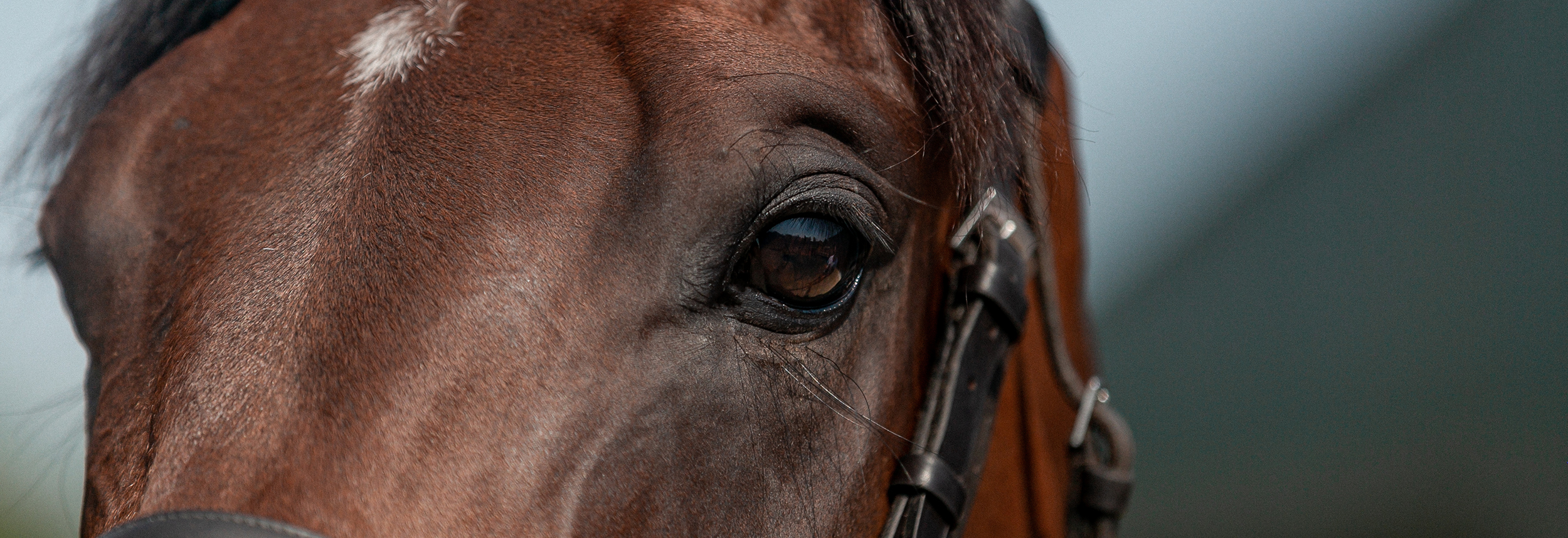 News - Kingsclere Stables