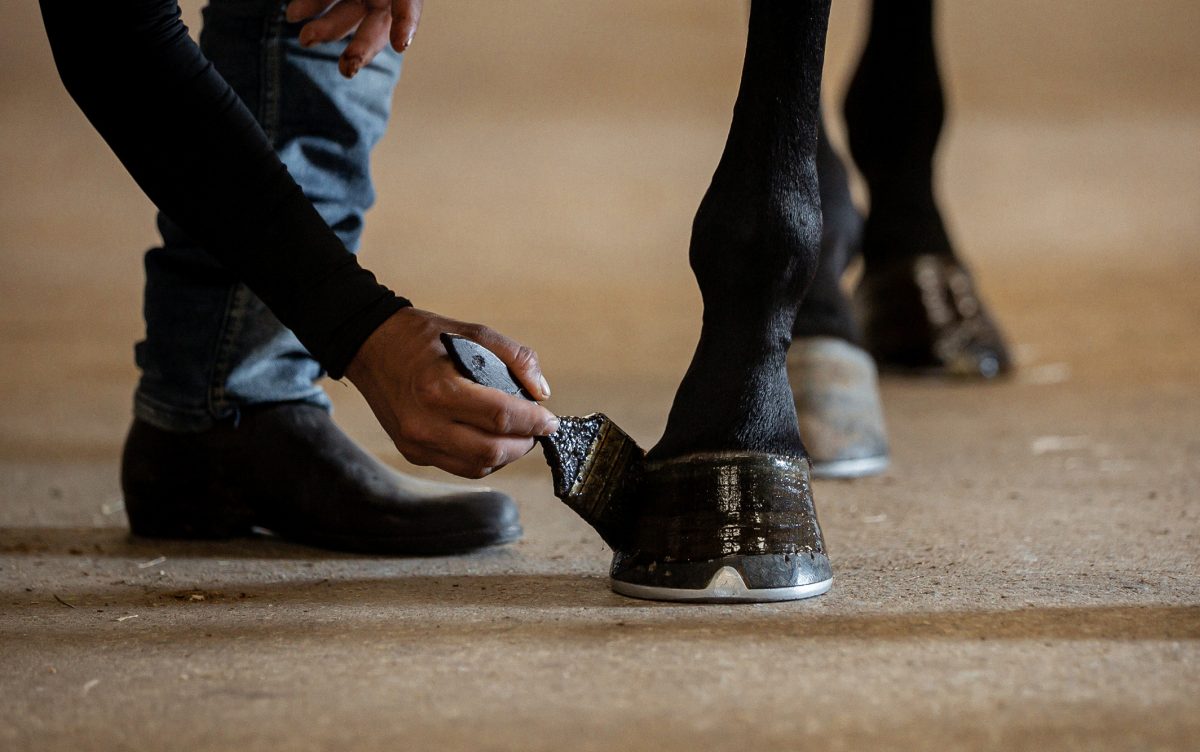 Services - Kingsclere Stables