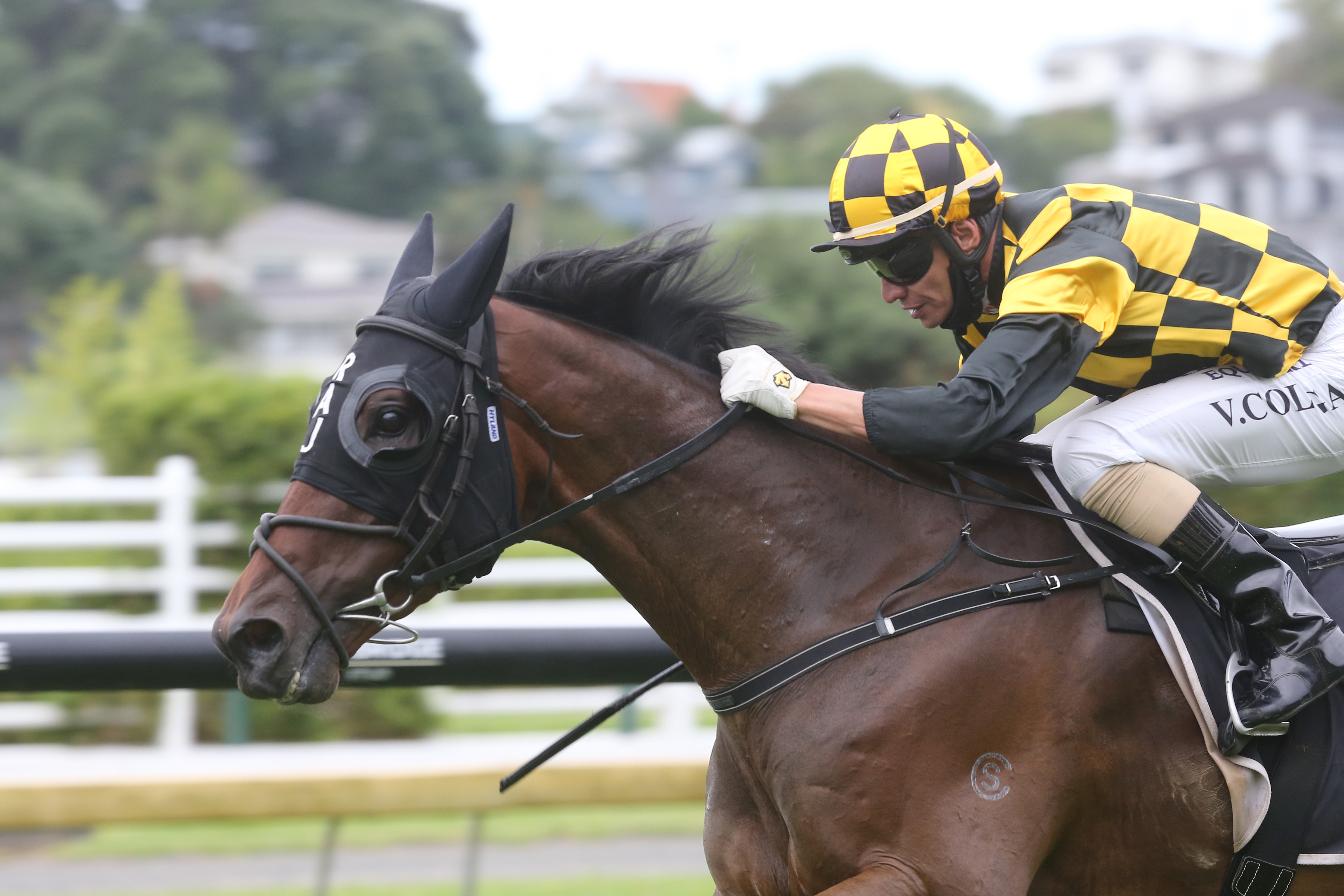 Pinarello stakes late Derby claim - Kingsclere Stables