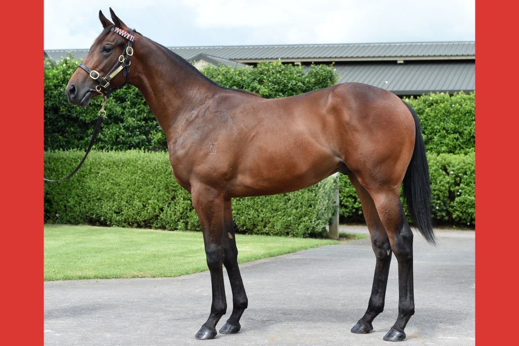 PURCHASES - Kingsclere Stables