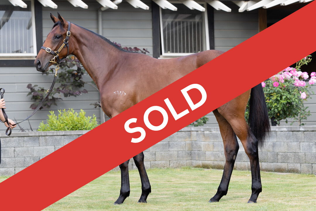 PURCHASES - Kingsclere Stables