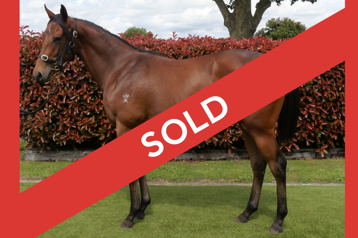 PURCHASES - Kingsclere Stables