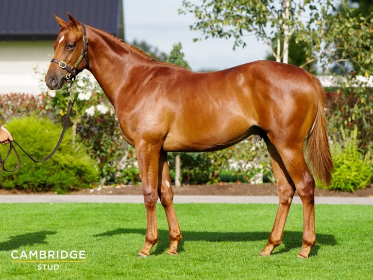 PURCHASES - Kingsclere Stables